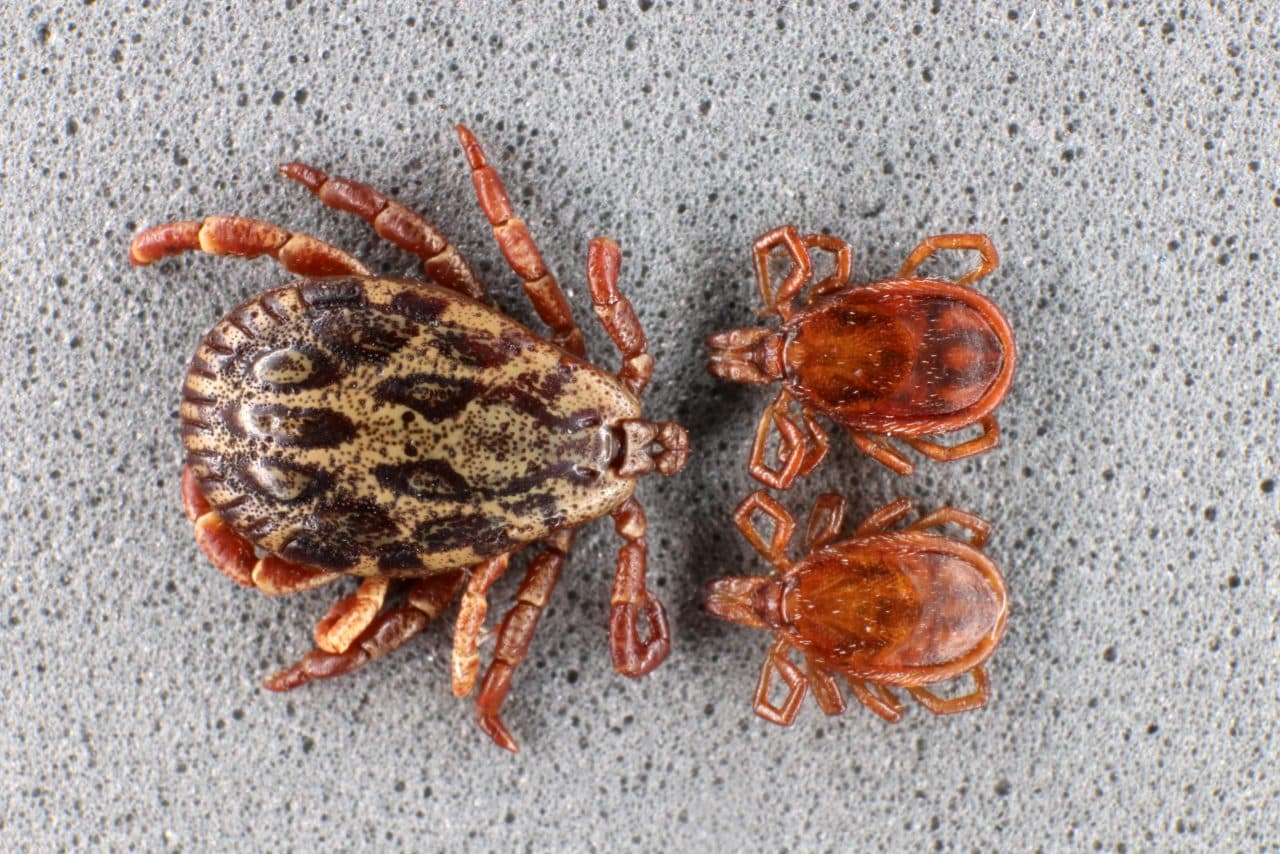 Tick Control - Dan The Mosquito Man